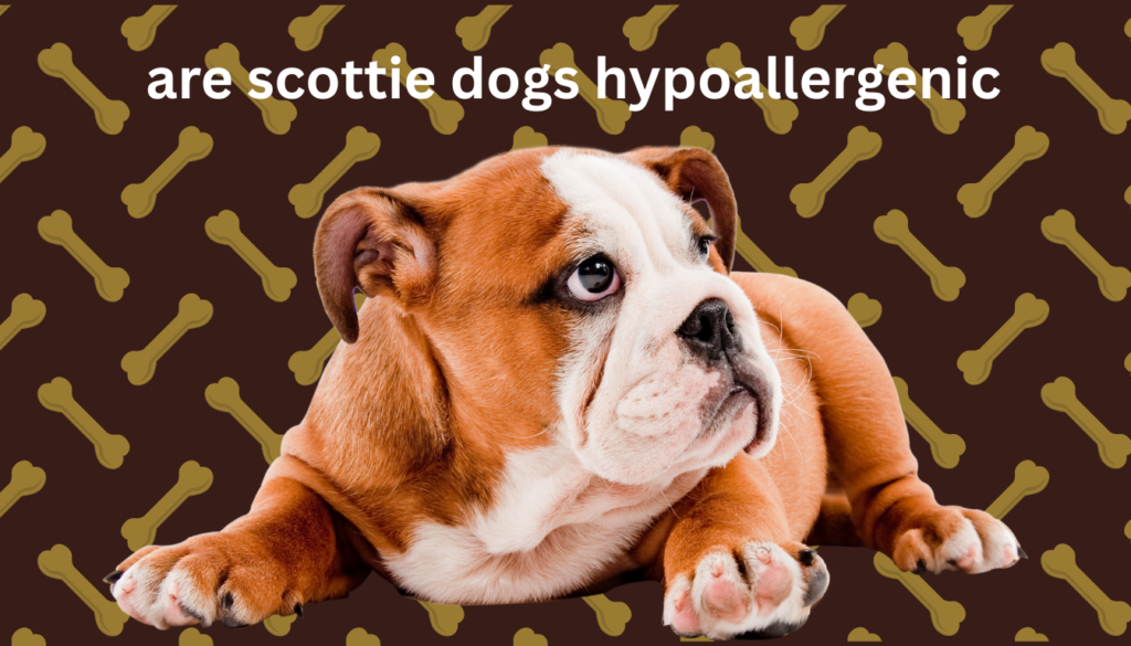 Are Scottie Dogs Hypoallergenic? The Truth About This Breed