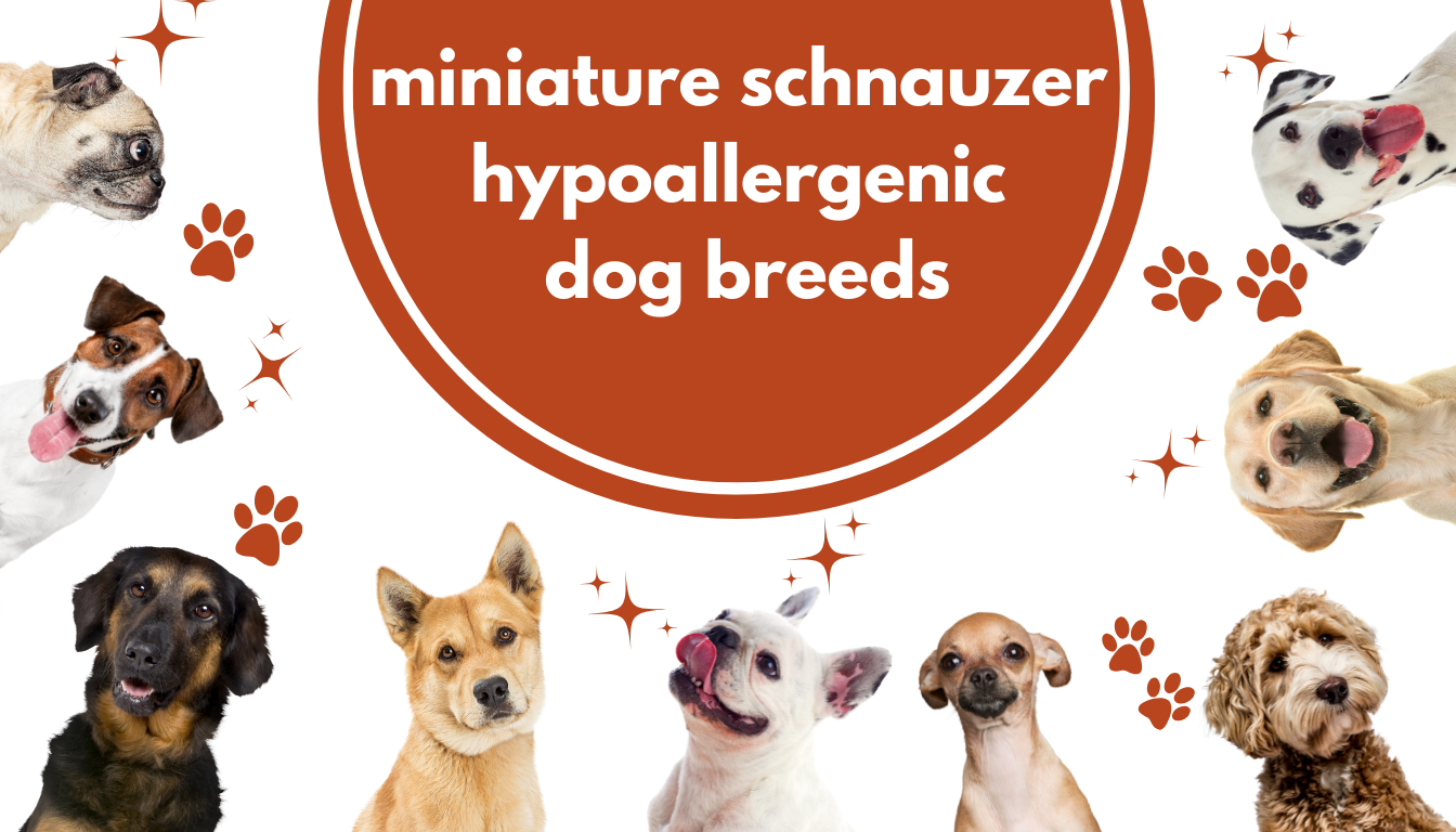 Miniature Schnauzer Hypoallergenic Dog Breeds Guide