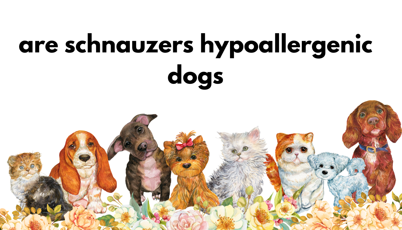 Are Schnauzers Hypoallergenic Dogs or Not?
